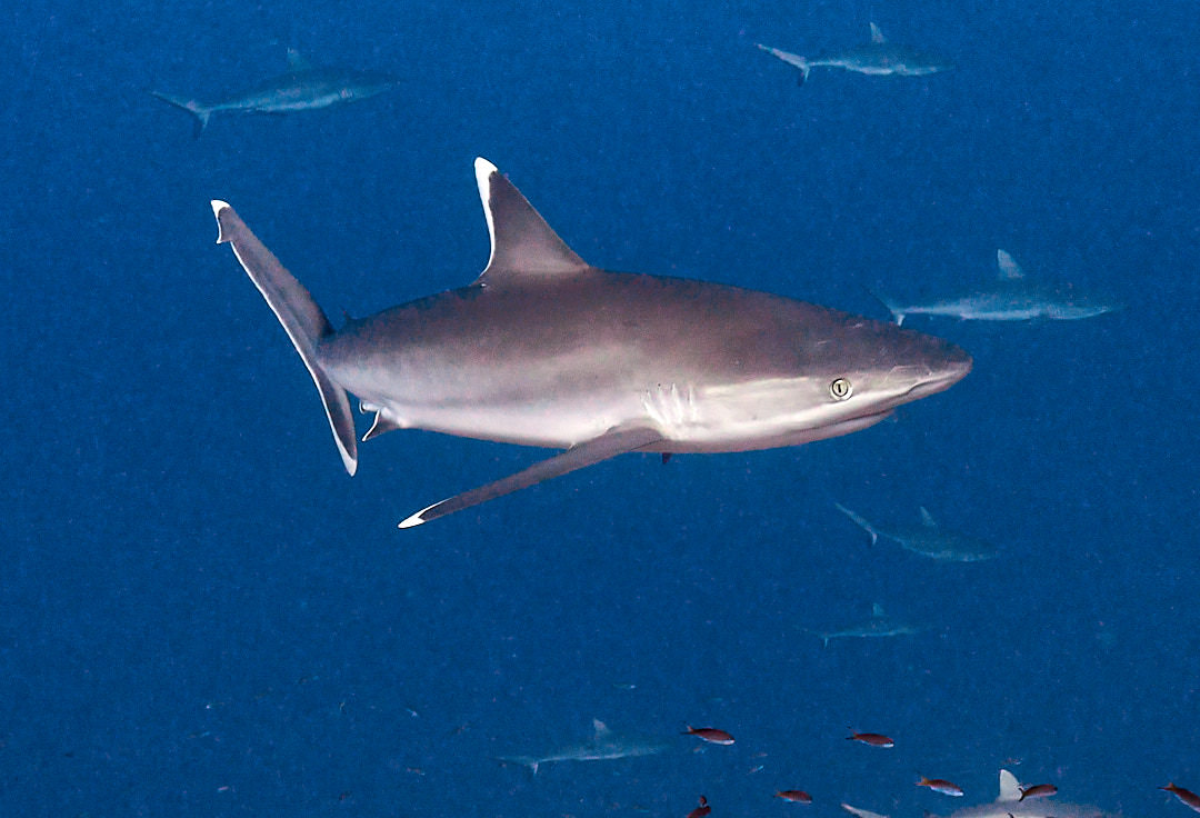 My Scuba Photos